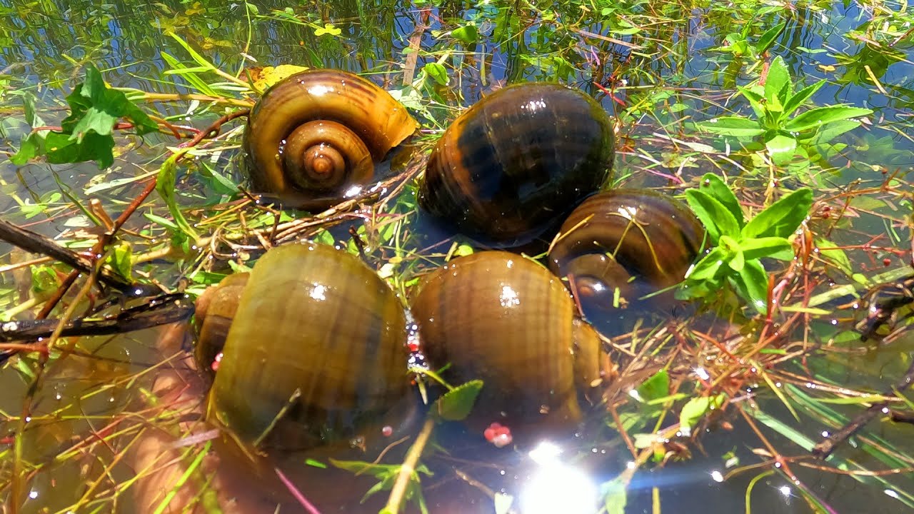 Caught natural big snails by hand - Picking cutie apple snails in super ...