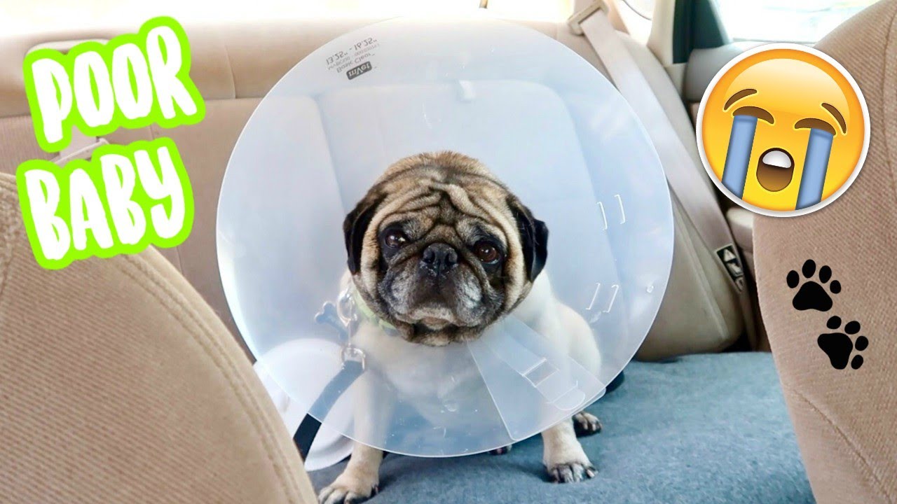 FINALLY GETTING MY PUG FIXED. - YouTube