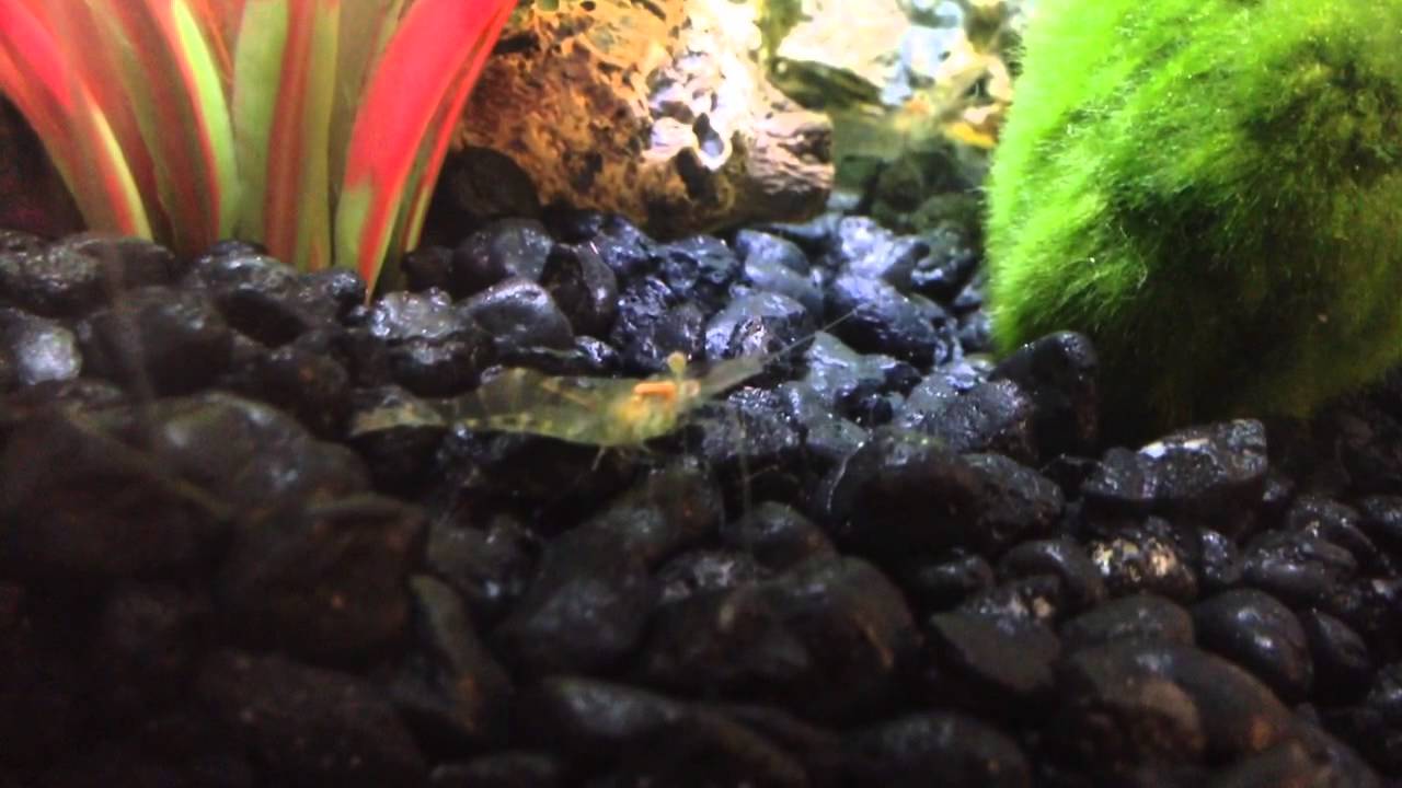 Ghost Shrimp Tank - YouTube