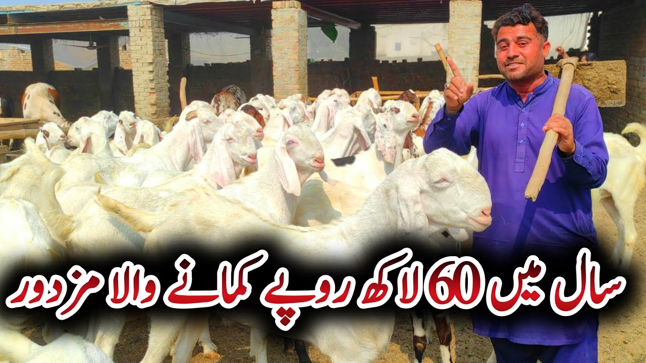 Pakistani giant goats eat almonds ready for Bakra Eid 2023 big goats ...