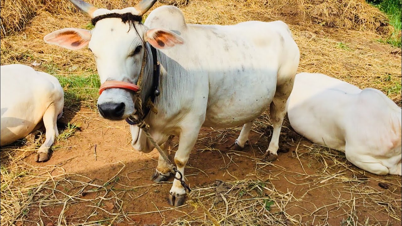 PUNGANUR COW - YouTube