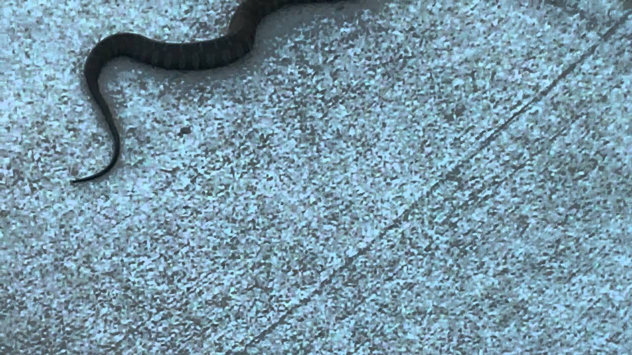 Michigan Rat Snake - YouTube