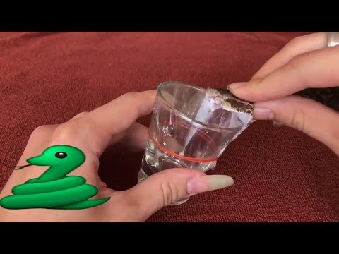 KOBRA ZEHRİ NASIL ÇIKAR VE KANDAKİ ETKİSİ