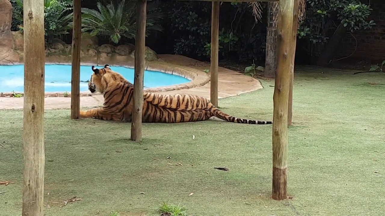 Developing the capacity for a tiger to get more intelligent - YouTube