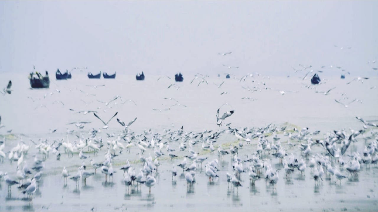 Thousands of guest birds visit Kuakata in winter - YouTube