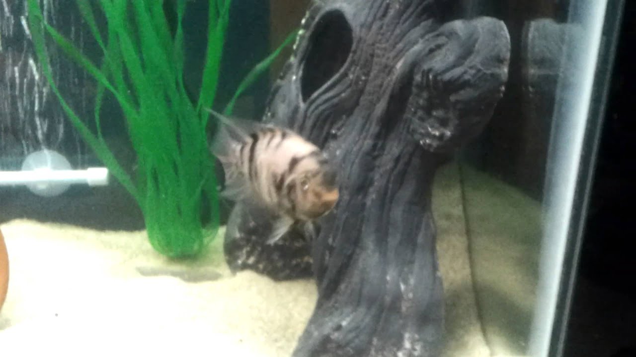 Breeding pair of Calico(marbled) Convicts Oct 2013 - YouTube