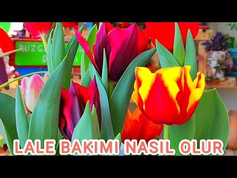 LALE BAKIMI NASIL YAPILIR #lale #lalebakımı #tulips  #tulipsalwar #tulipsdrawingart #keşfet