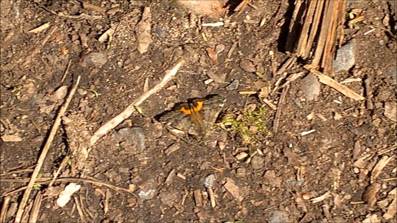 Light Orange Underwing Moth (Archiearis notha) - YouTube