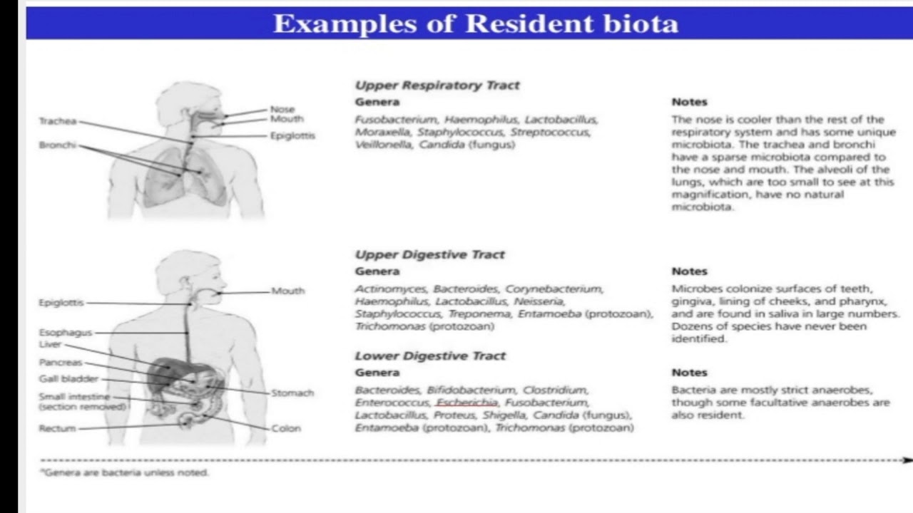 Normal Micro Flora of human body - YouTube