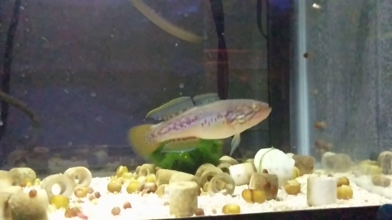 Mogurnda Mogurnda Northern Purple Spotted Gudgeon - YouTube