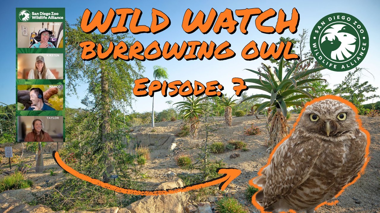 San Diego Zoo - Wildwatch with Us Episode 7! - YouTube