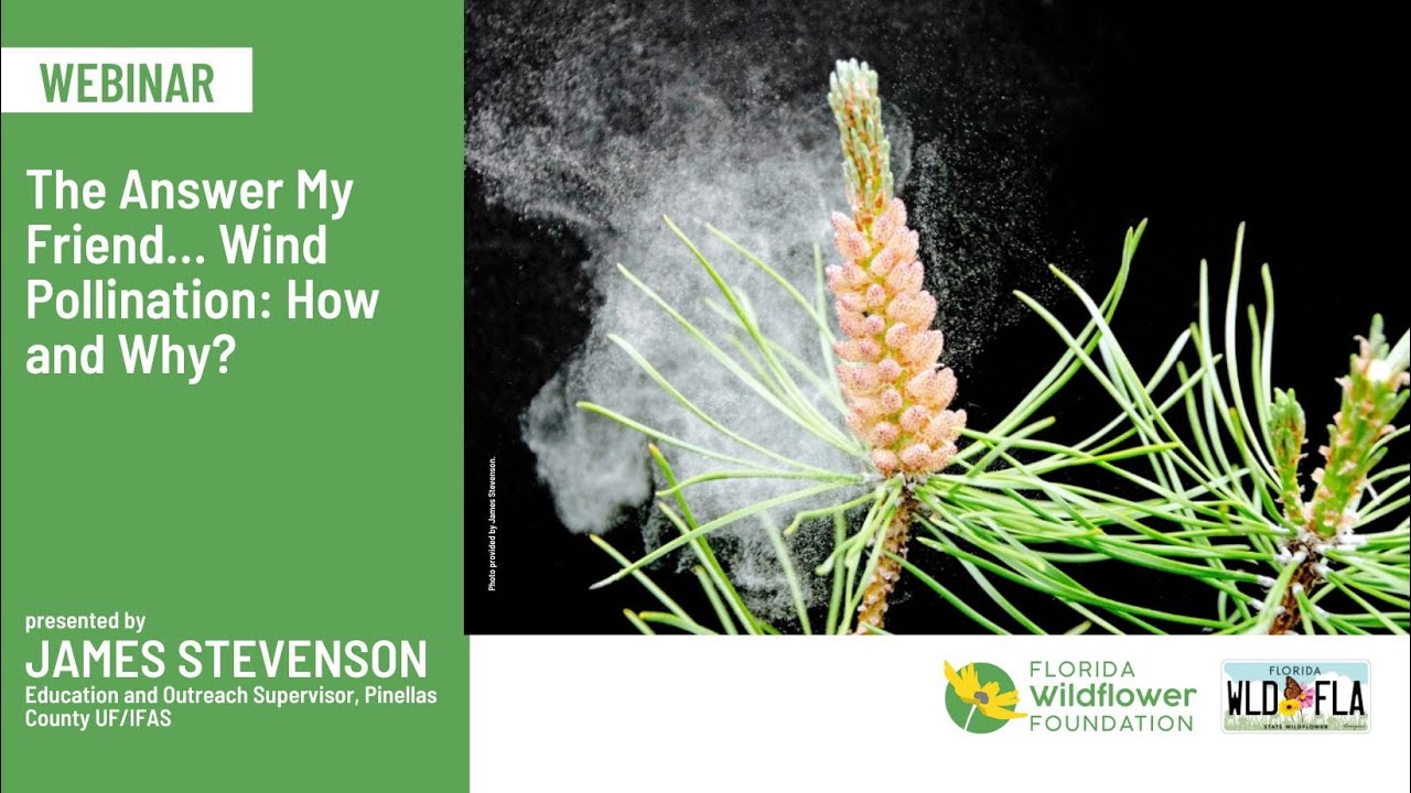 Wind Pollination