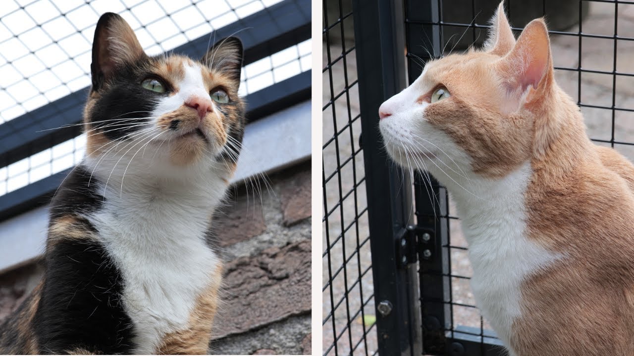 Cats Watching Birds - Their Favorite Show On Catflix - YouTube