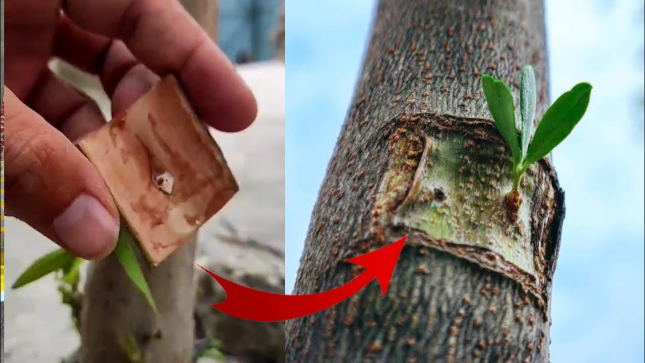 graft quava tree | how to Graft quava tree | grafting techniques ...