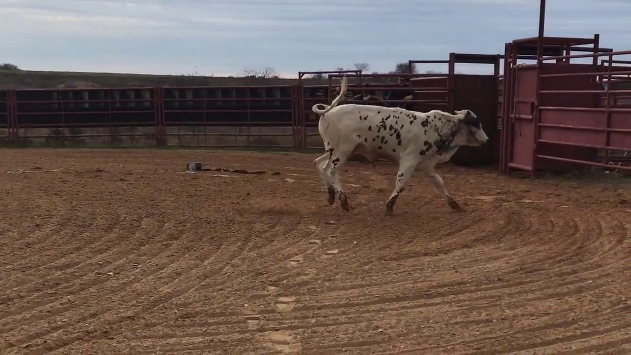 Wilfong Bucking Bulls Yearling Bulls Dec 29 2016 - YouTube