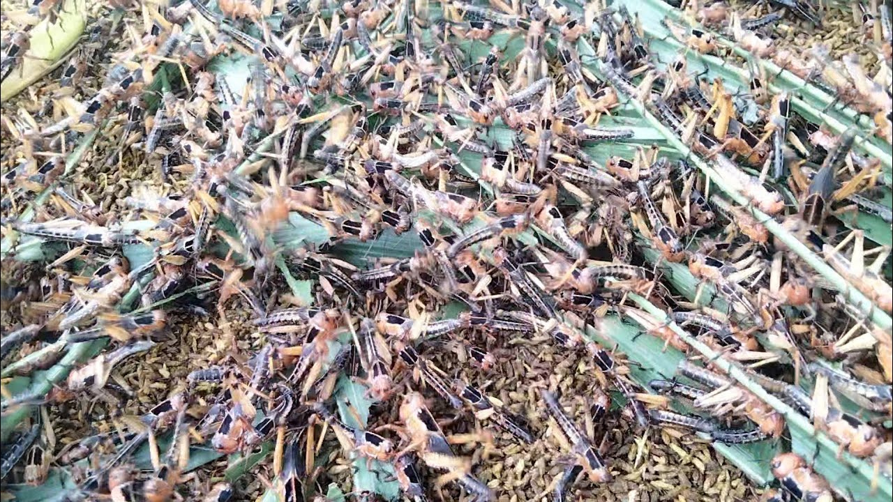 កណ្តូបស៊ីស្មៅលឿនណាស់|locusts eat grass very fast - YouTube