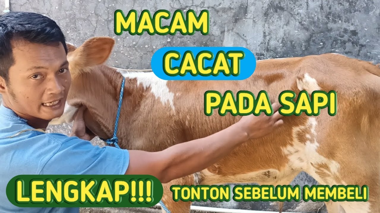 MACAM-MACAM CACAT PADA SAPI | WAJIB NONTON SEBELUM BELI AGAR TIDAK ...