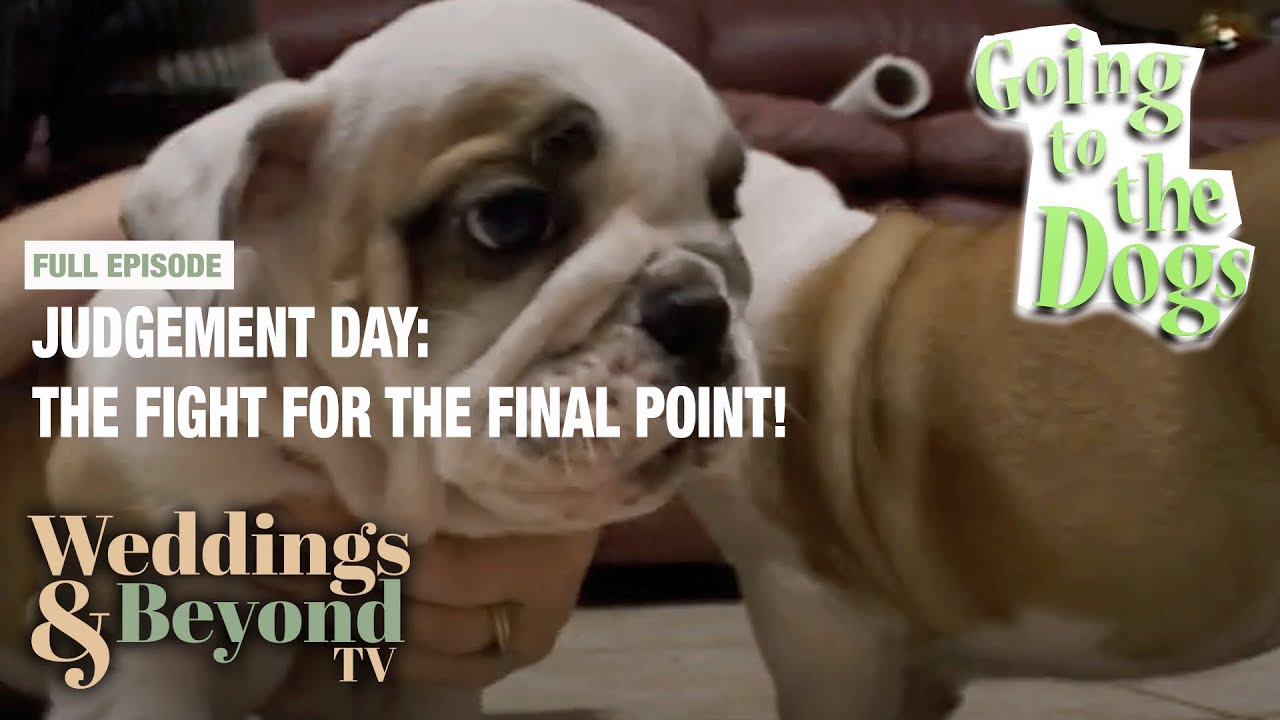 Health Issues & Tough Judges: Who Will Win It All? - Going To The Dogs ...