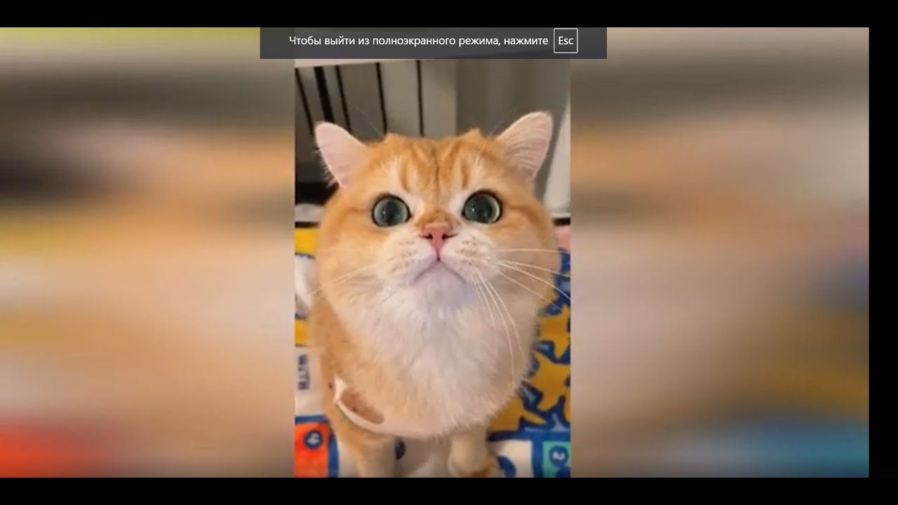 A NEW SELECTION OF CAT MEOWING VIDEOS. ORIGINAL SOUND - YouTube