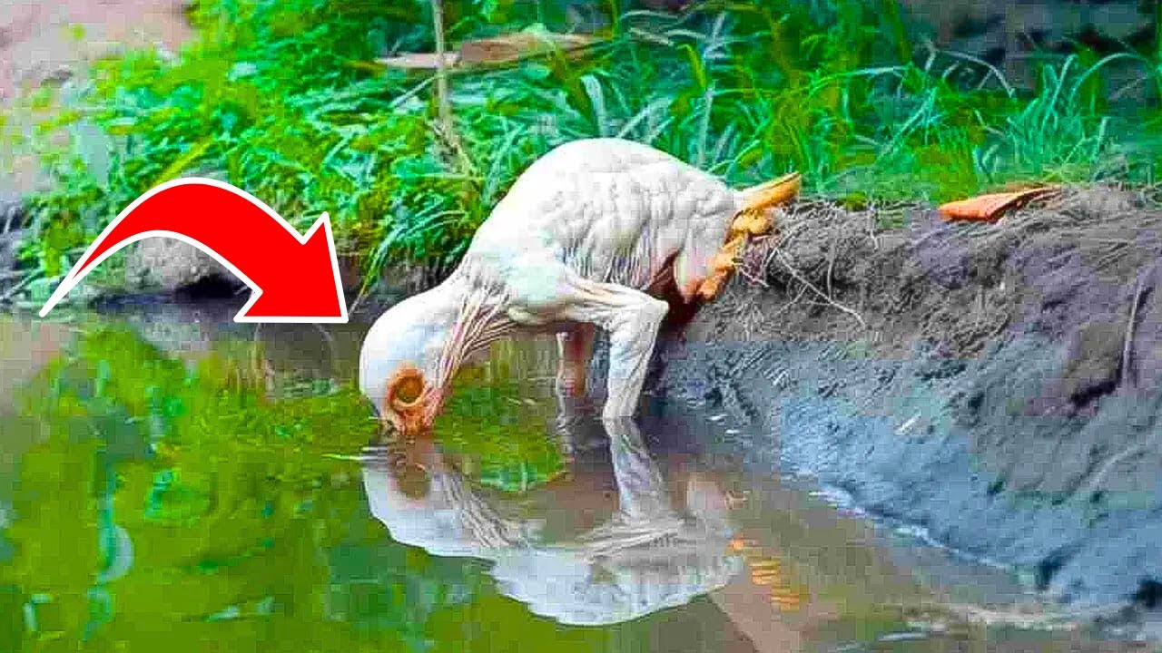 Tourist Captures Footage of a Rarely Seen Mysterious Animal, and It’s ...