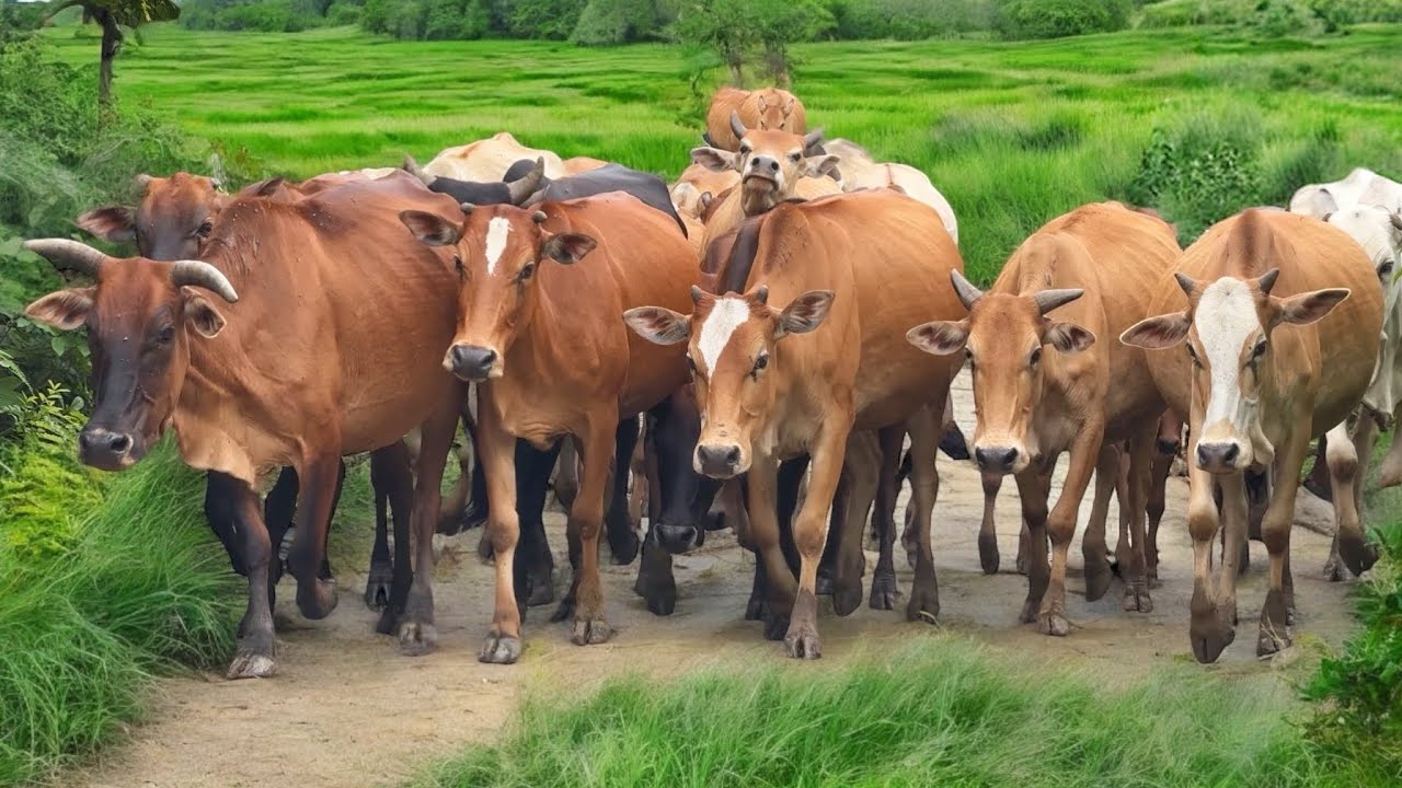 Video sapi lembu melewati sungai di ladang - suara sapi memanggil kawan ...