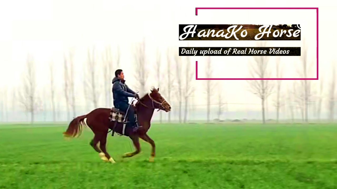 Horseback Riding Training with Refreshing music - Live Stream 07 August ...