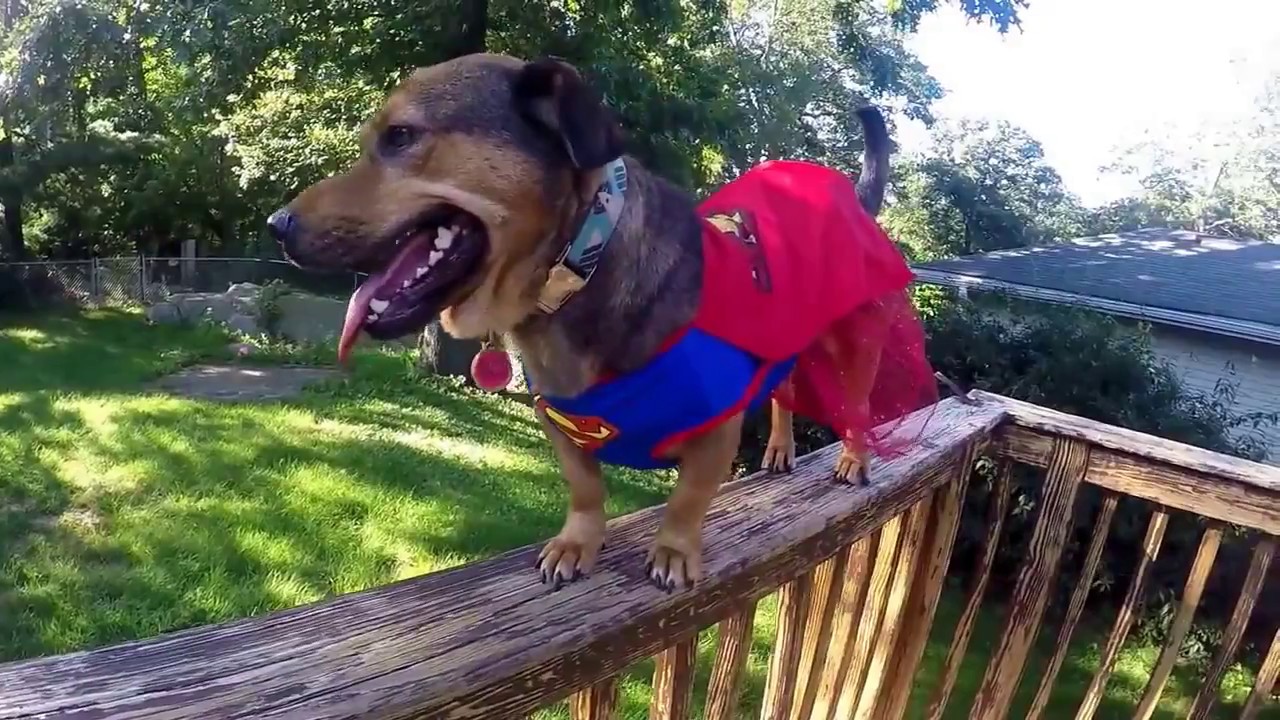 Batdog V Superdog Dogs of Justice (BATMAN VS SUPERMAN PARODY) - YouTube