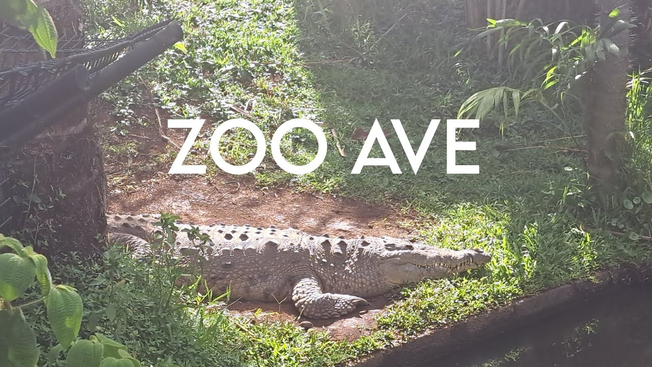 un Día en el Zoo Ave... - YouTube