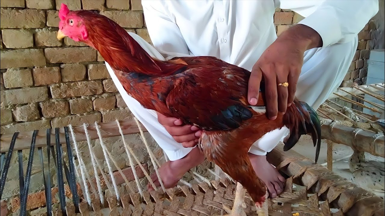 Sindhi ur mianwali Cross aseel murga || high quality aseel murga - YouTube