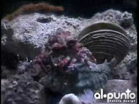 AKVARIJUMI, VODENI ZIDOVI, FONTANE, BAZENI, JAPANSKI VRTOVI... - Morski ...