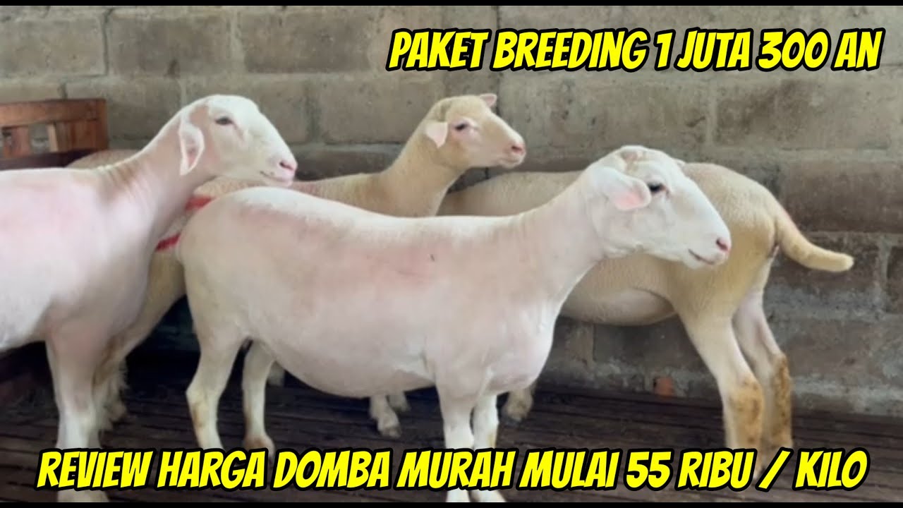 REVIEW HARGA DOMBA MURAH MULAI 55 RIBU / KG DAN PAKET BREEDING 1JUTA ...