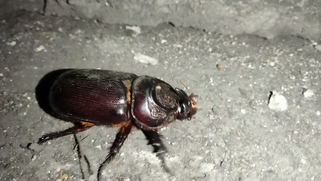 COCONUT BUG 🪲🪲🪲 - YouTube