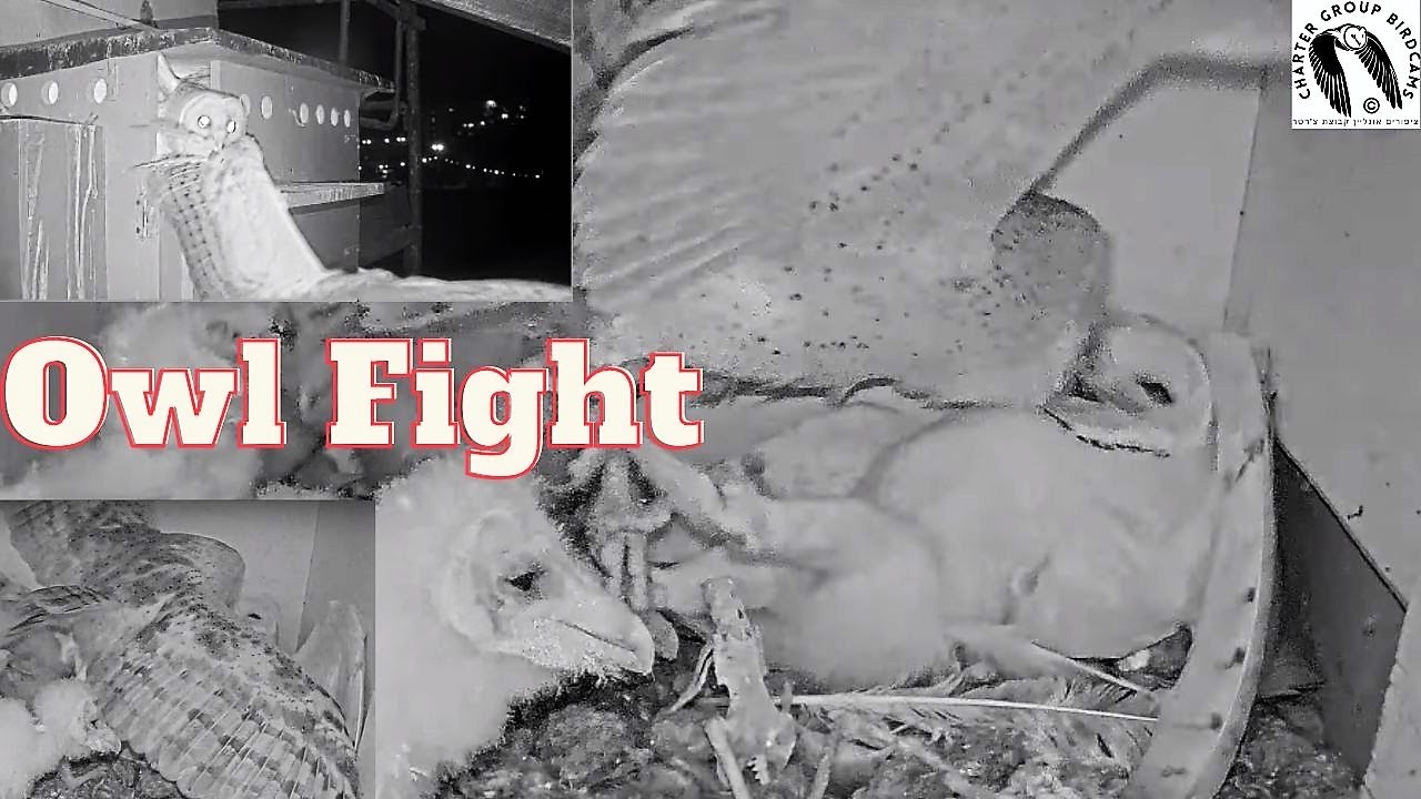 Crazy Owl fight: Barn Owl Robs Nestlings' Food, Faces Mom's Fury! - YouTube