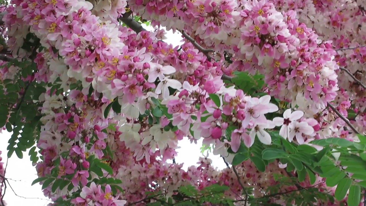 Pink Shower Tree @Homestead Florida - YouTube