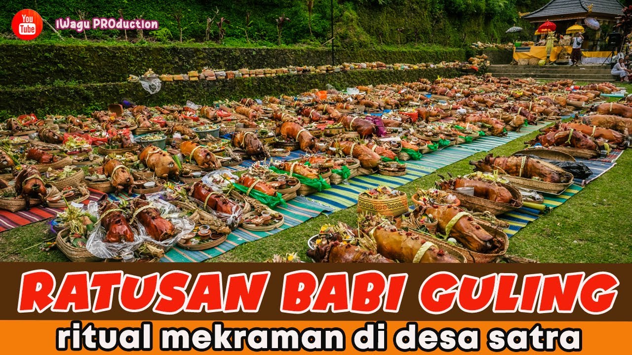 HATURKAN RATUSAN BABI GULING Dalam Ritual MEKRAMAN USABA GELIH Di Desa ...