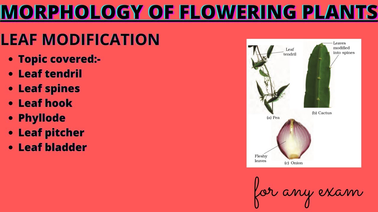 05 Leaf Modification || Morphology of flowering plants || NEET - YouTube