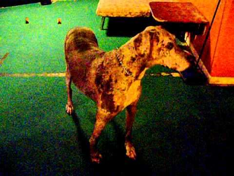 2011 6-5 My Blue Merle Great Dane Pepper & I Battle do Battle over her ...