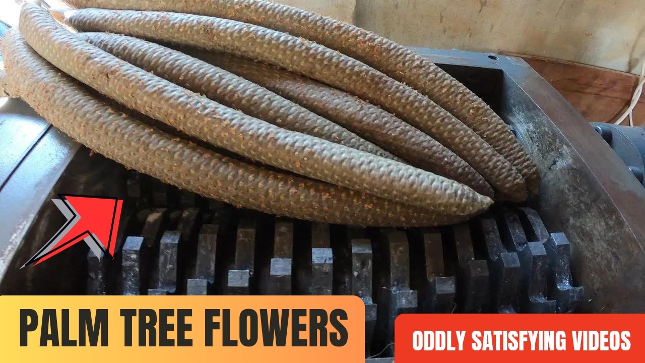 Oddly Satisfying Videos | Palm Tree Flower vs Shredder - YouTube