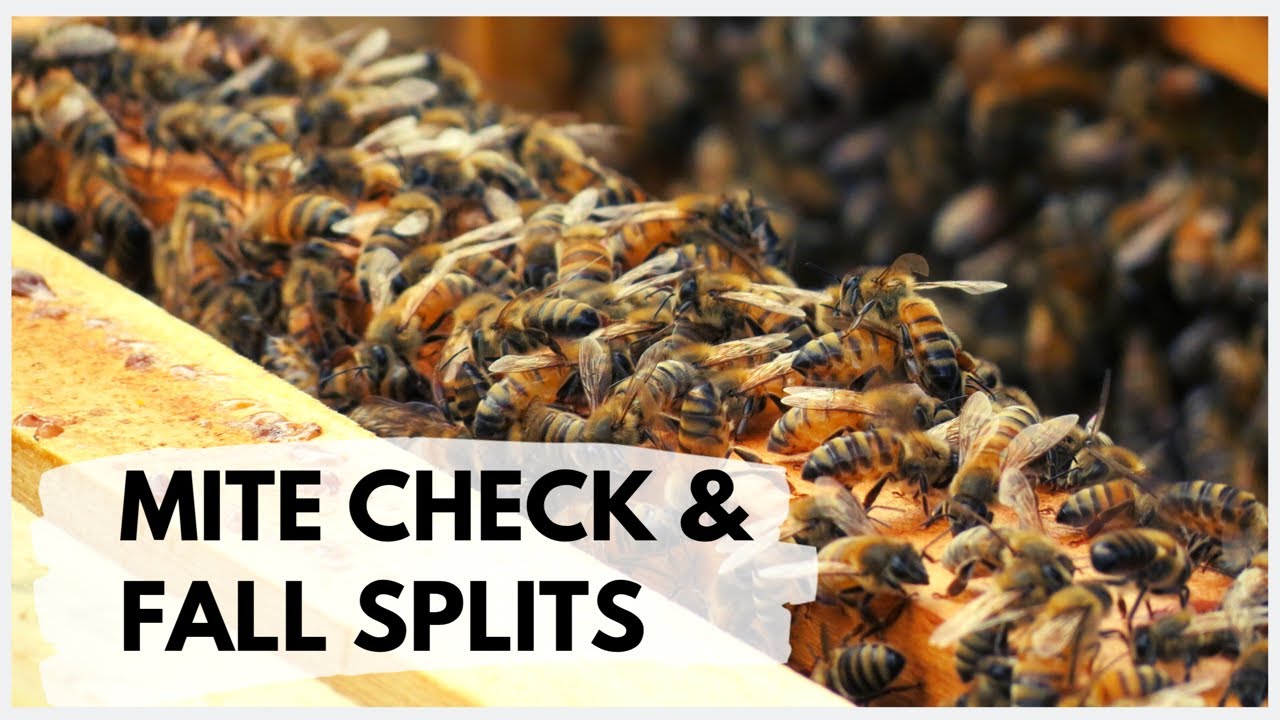 MITE CHECK & MAKING SPLITS | Amos Honey Bee Farm - YouTube