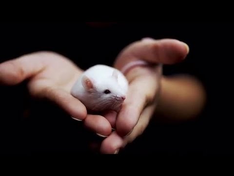 White Mouse In Hands Stock Video - YouTube