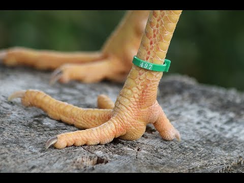 How To Put A Leg Ring on Your Bird Properly - YouTube