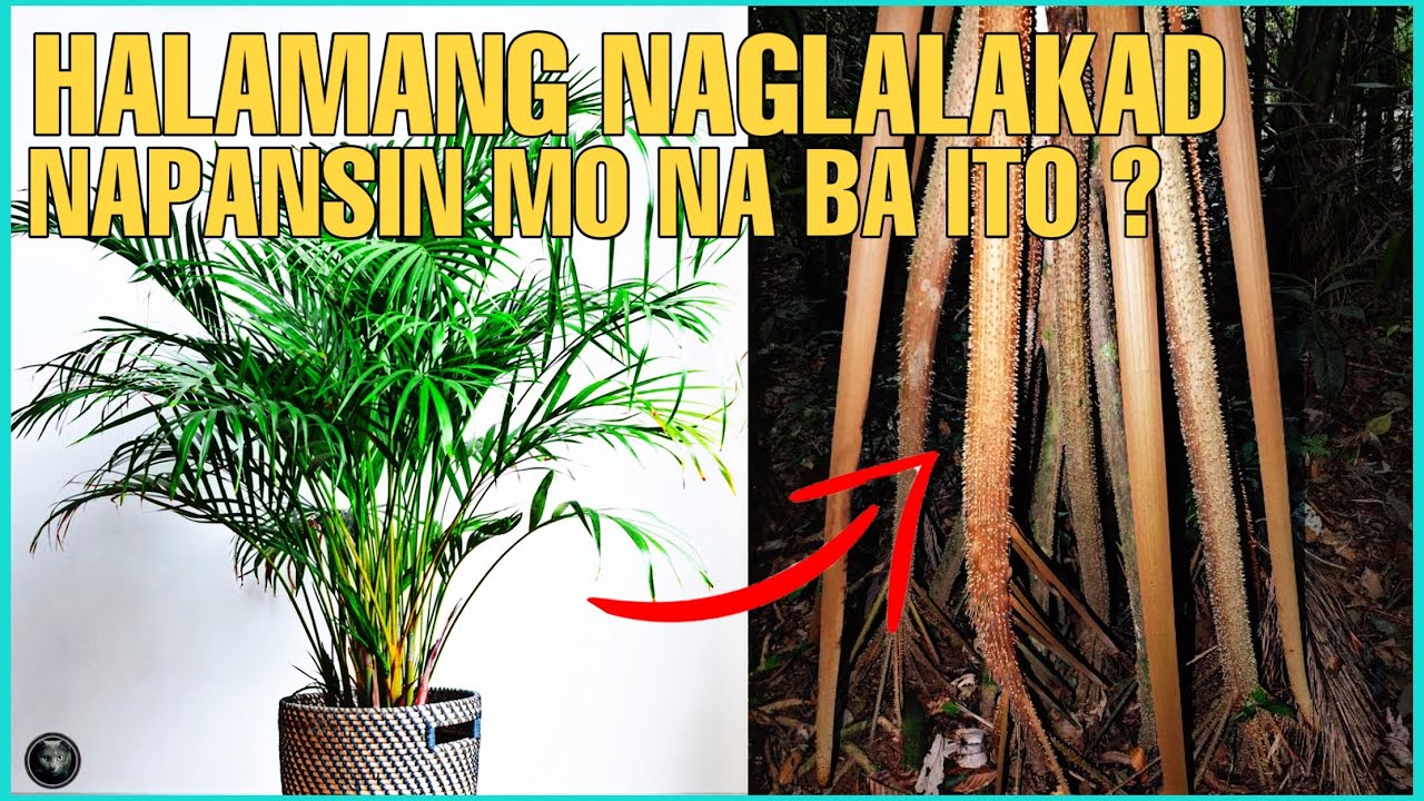 Halamang Naglalakad Napansin Mo na rin ba Ito sa mga Pananim Mo ...