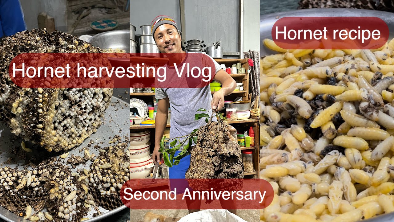 Hornet Harvesting | Hornet recipe | 2nd Anniversary Vlog | - YouTube