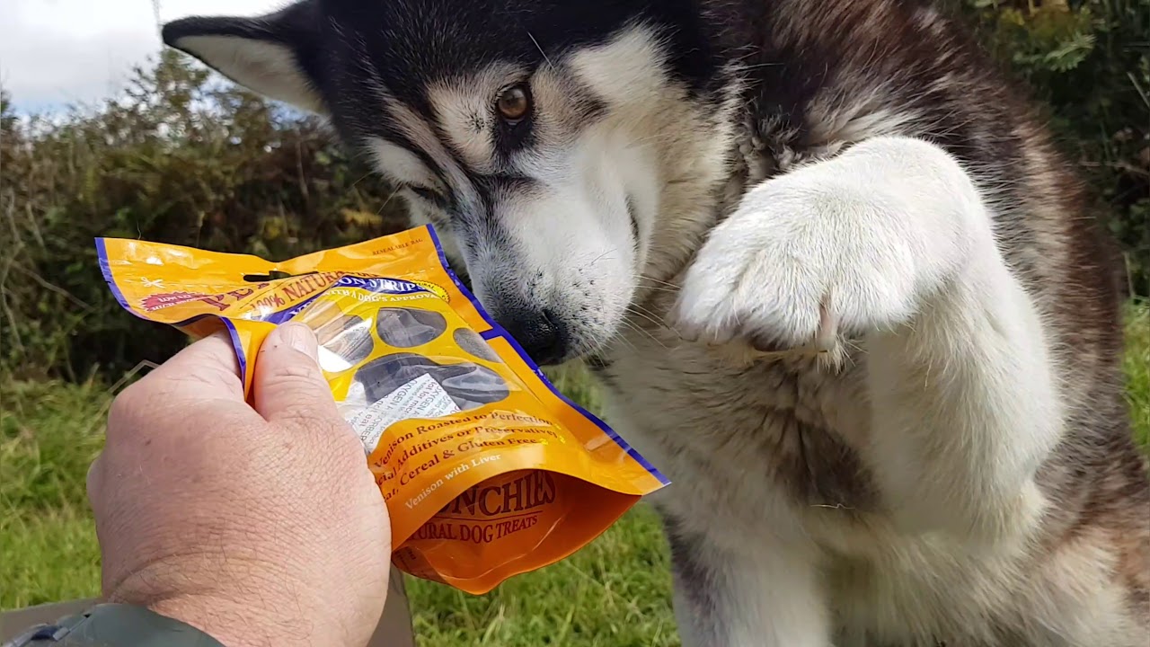 Dogs reaction to his GRANNY | Malamute HI5's | CUTE - YouTube