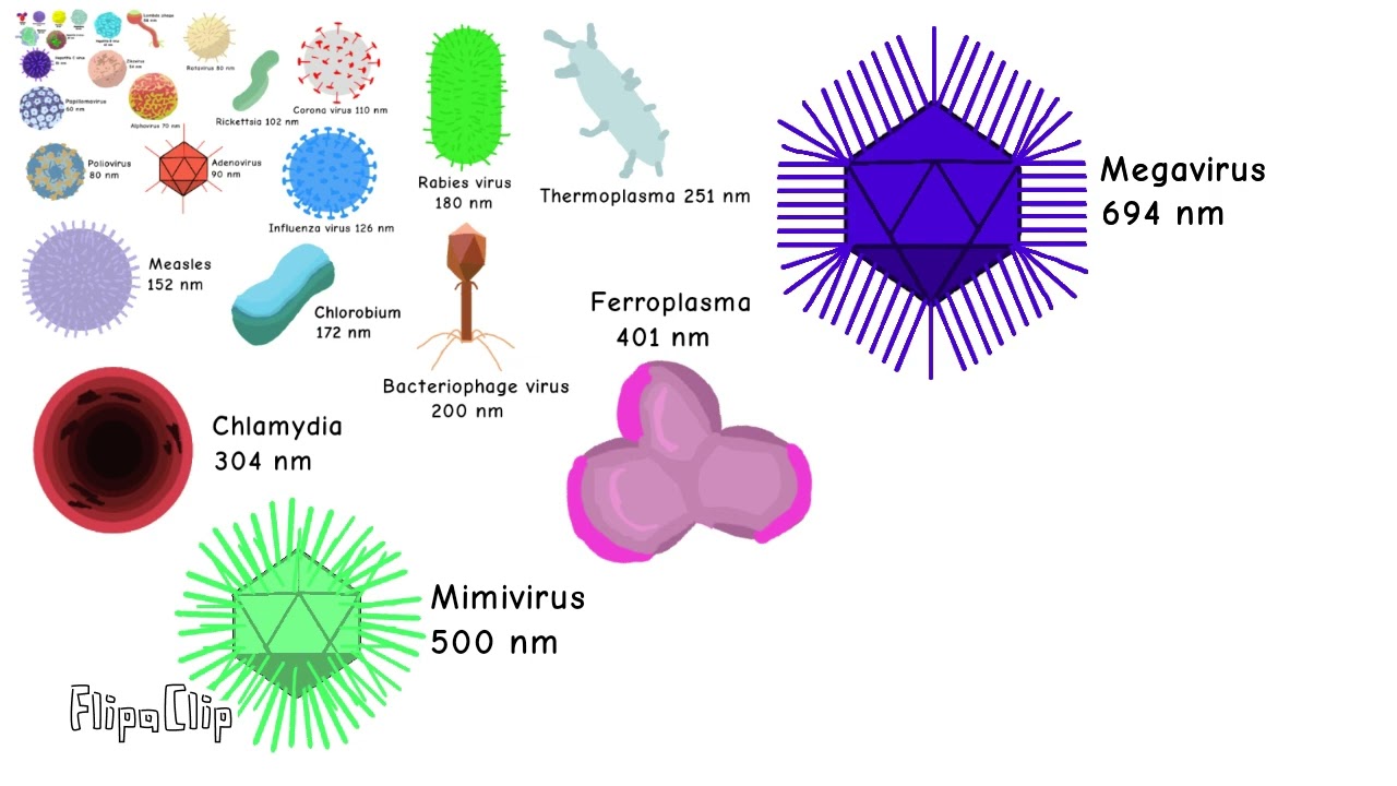 Microorganism size comparison #comparison #science - YouTube