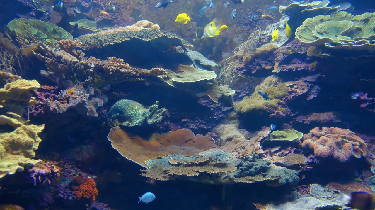 amazing underwater life/30 seconds under water/amazing life - YouTube