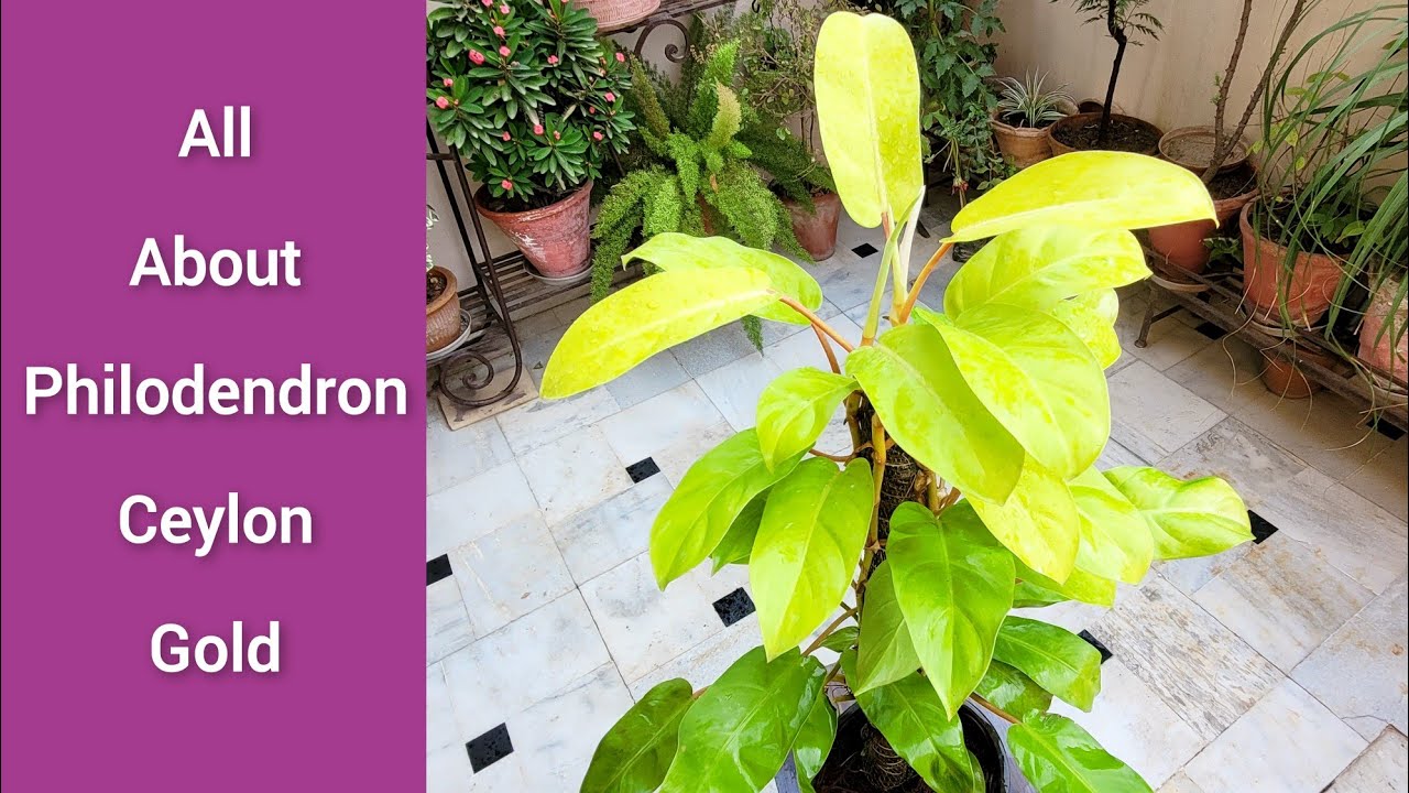 All About Philodendron Ceylon gold, Best indoor air purifier plant, हवा ...