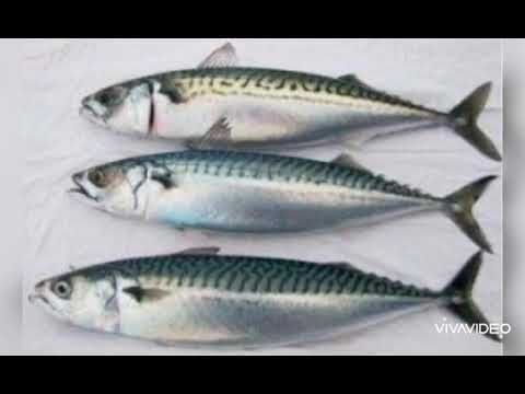 U sesiyle başlayan nesneler