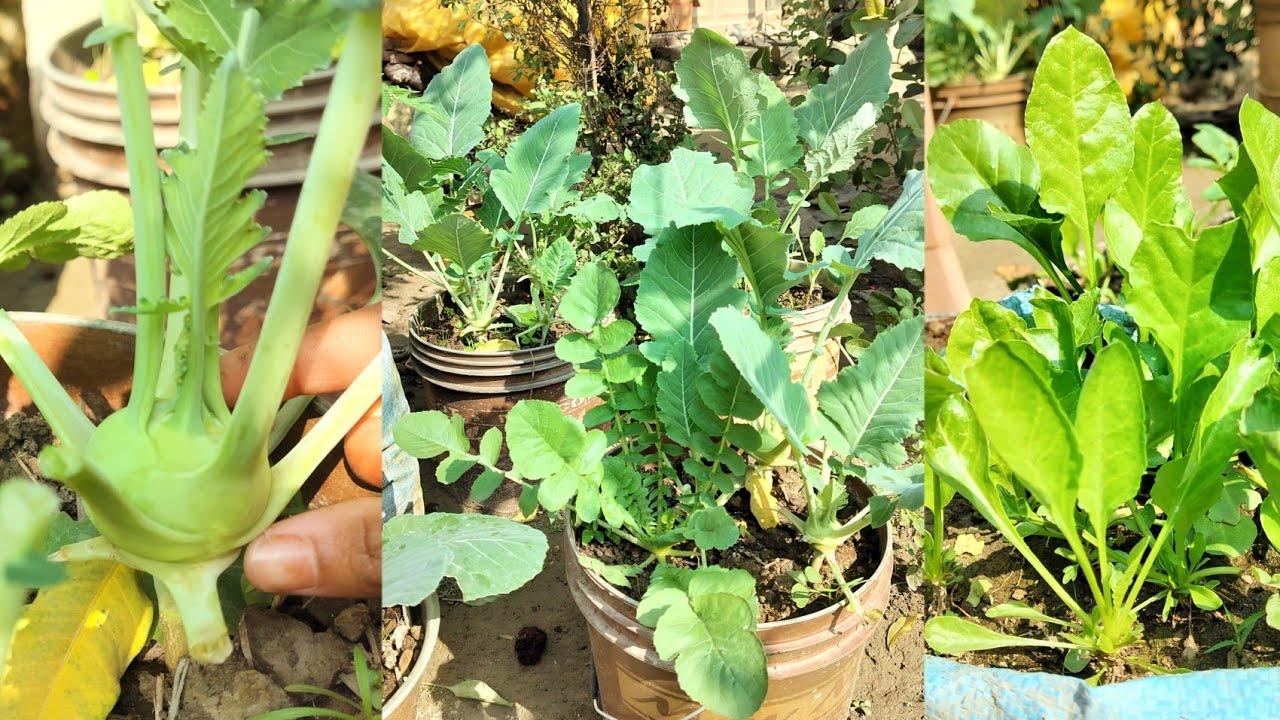 Spinach, Knol Knol & Flowers Update January 09, 2025 - YouTube