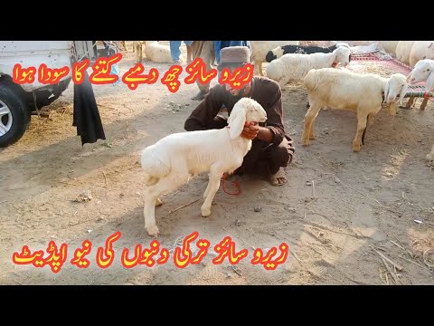 Zero Size Dumba Arrived at Talagang Mandi 2026 | Full Lot for Sale | Amazing Sheep Market